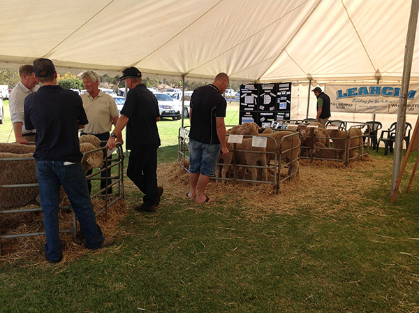 Poll Merino | Leahcim