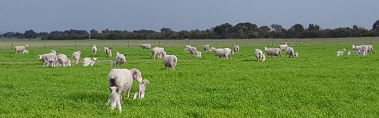 Poll Merino | Leahcim