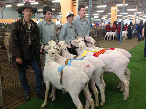 Poll Merino | Leahcim